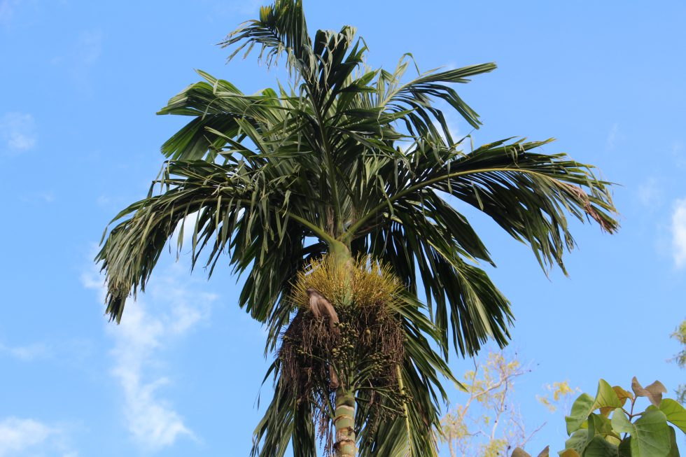 Areca palm and its benefits - Stavern Blomstermakeri