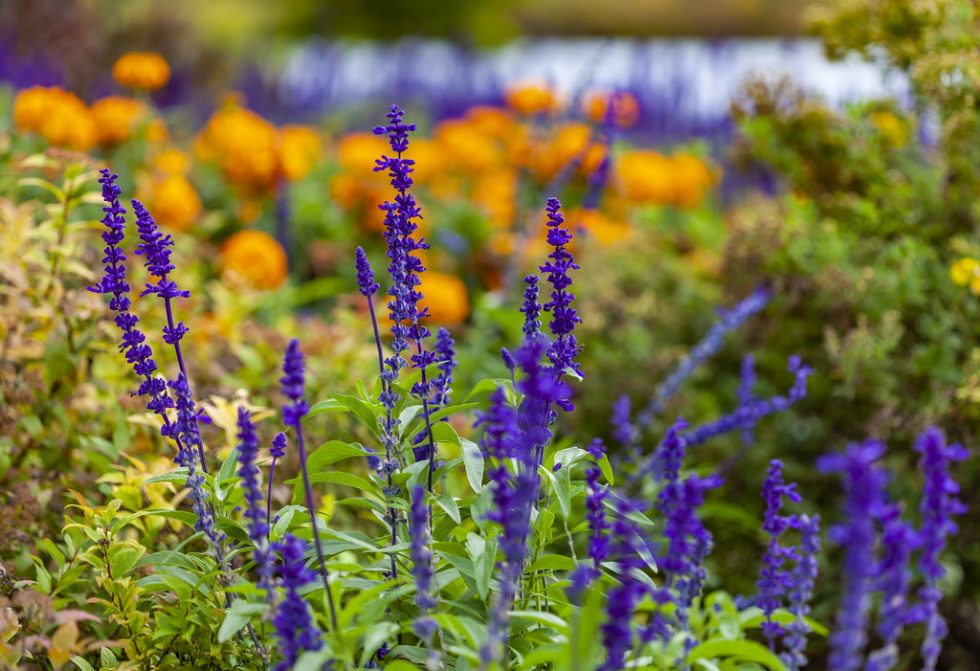 Perennial flower types in Europe - Stavern Blomstermakeri