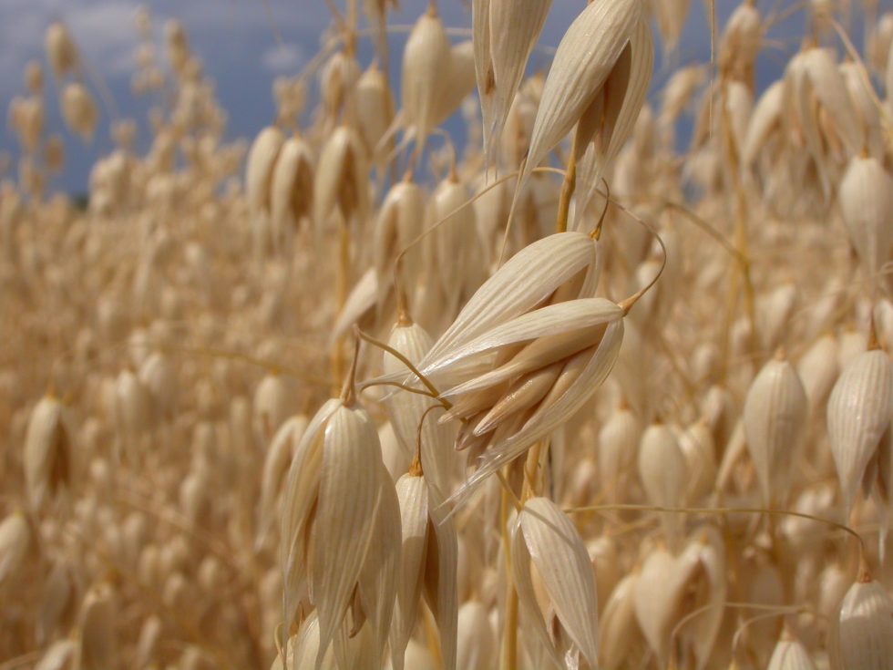 Avena-Haver bleached white - Stavern Blomstermakeri