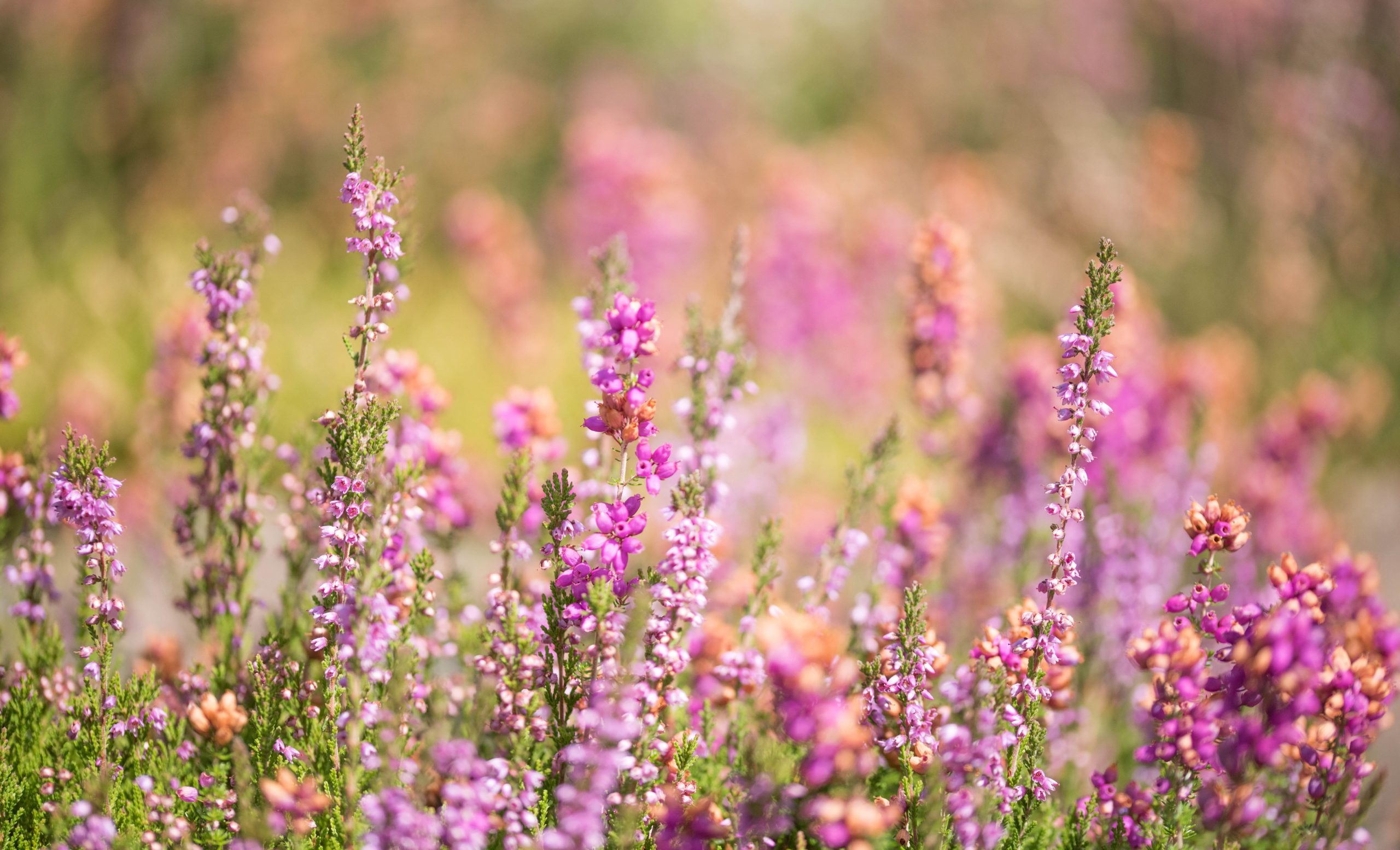Top five perennial-flowers to grow - Stavern Blomstermakeri