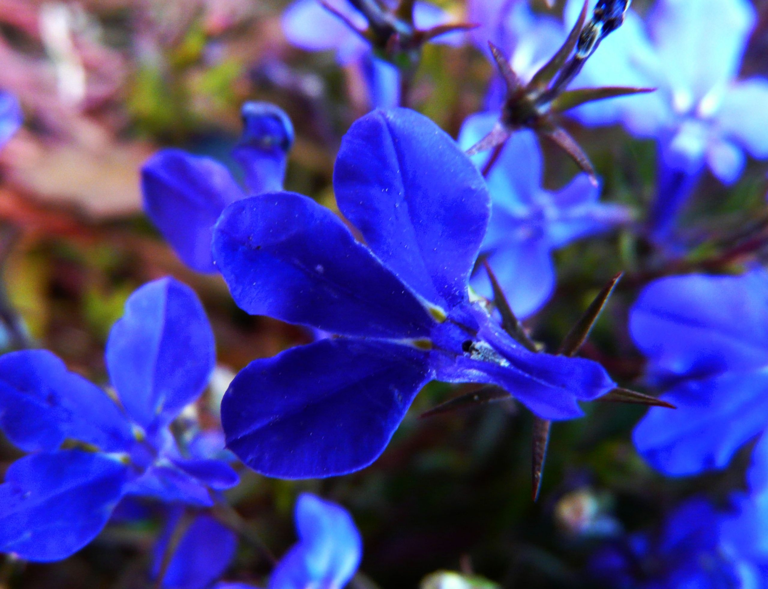 Lobelia - Things that you must know about these - Tips to grow