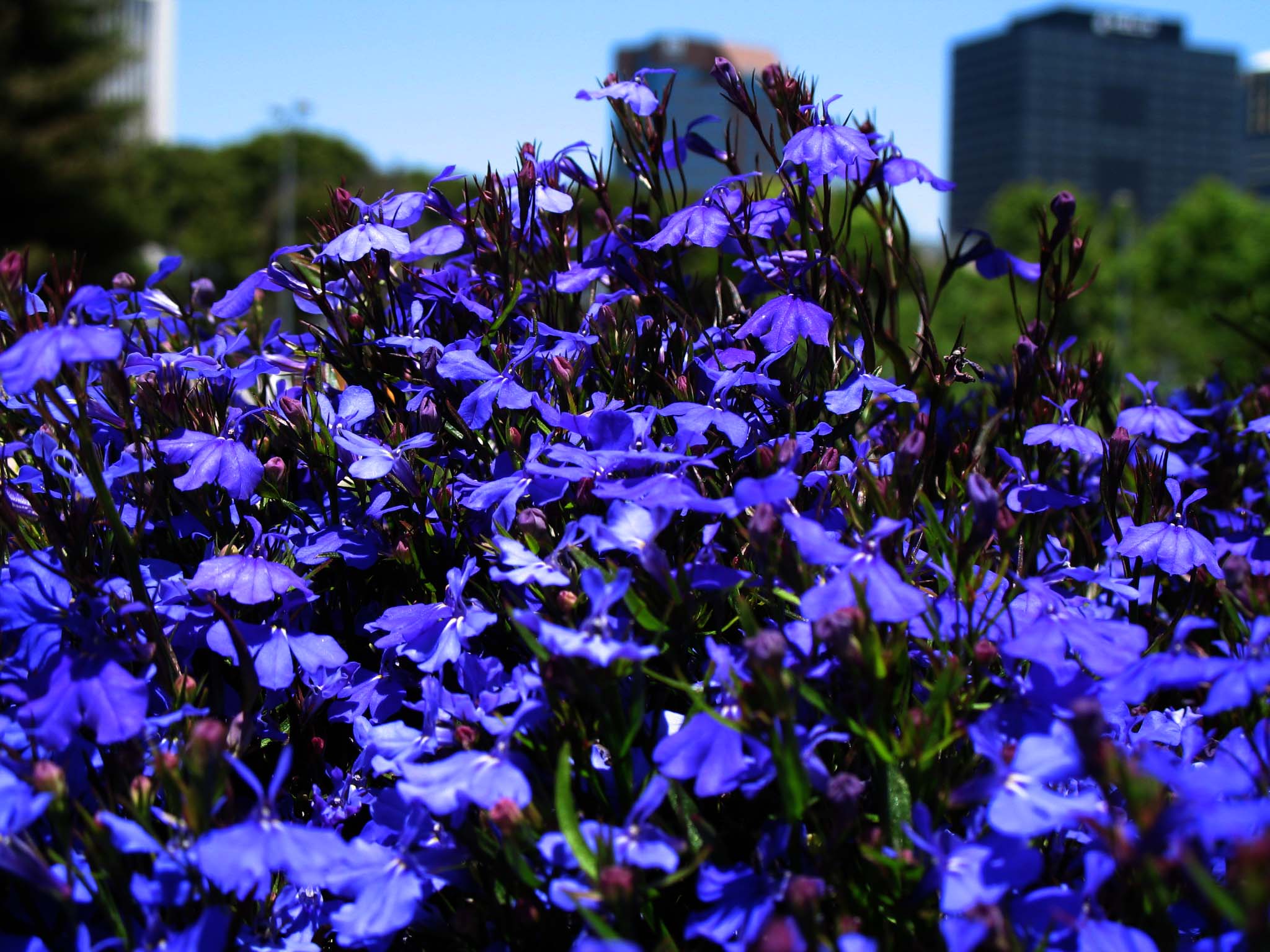Lobelia - Things that you must know about these - Tips to grow