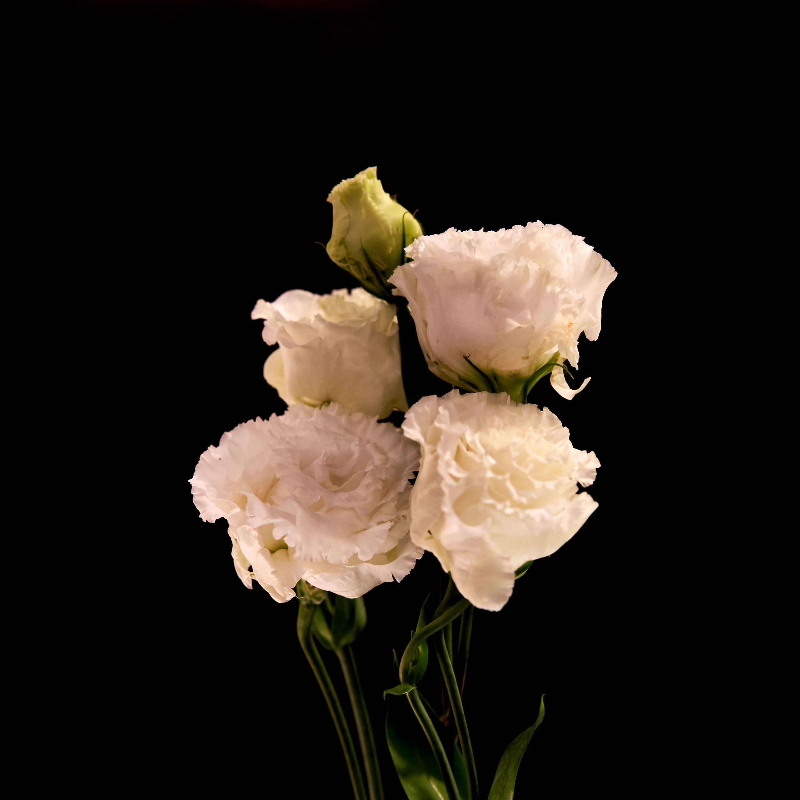 All about Lisianthus flowers: | Stavern Blomstermakeri