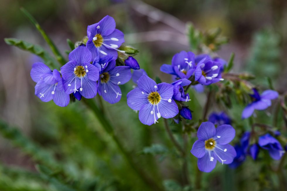 Wildflowers: the most common in Norway - Stavern Blomstermakeri