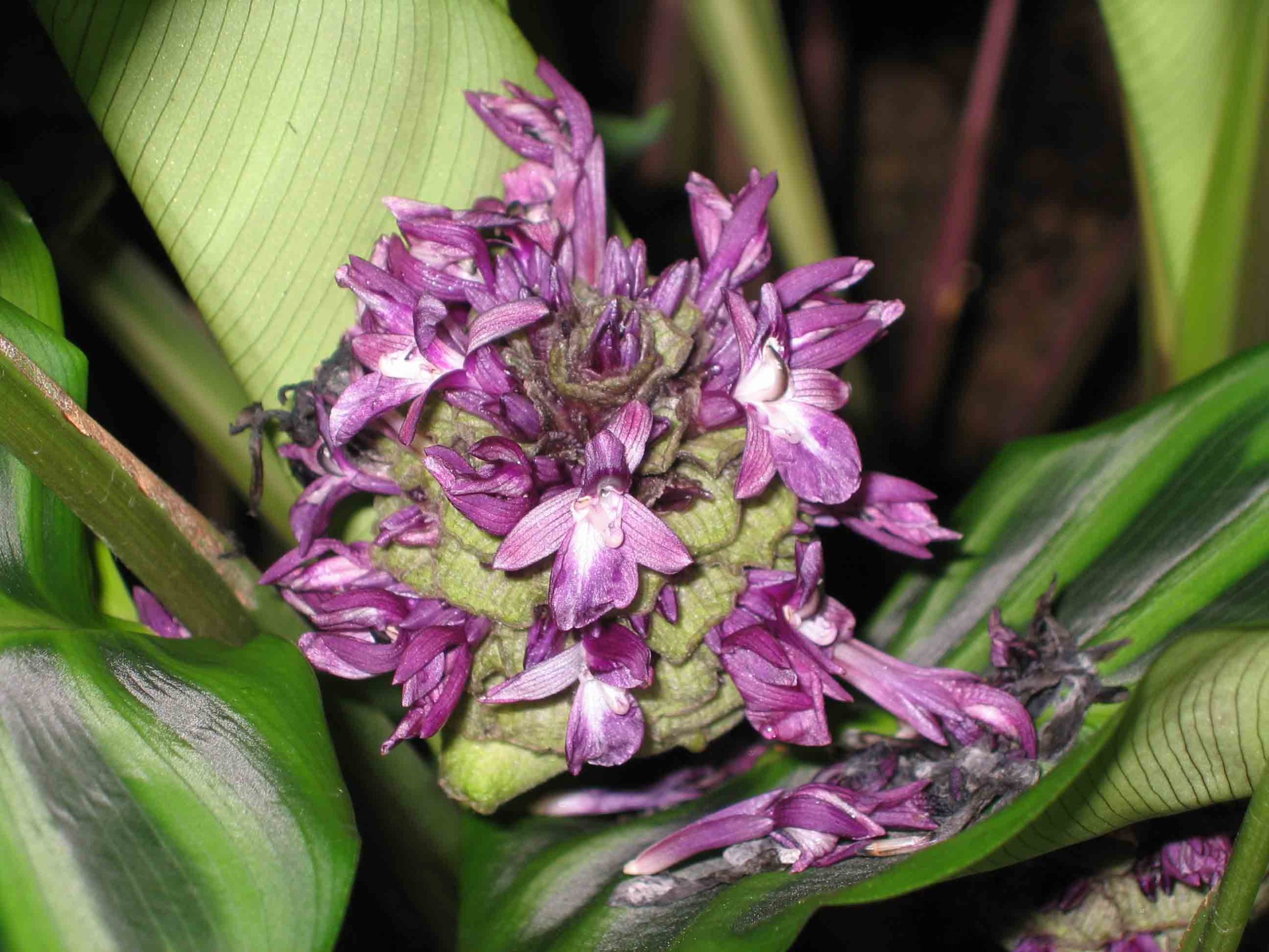 Calathea zebrina: Zebra plant - Stavern Blomstermakeri