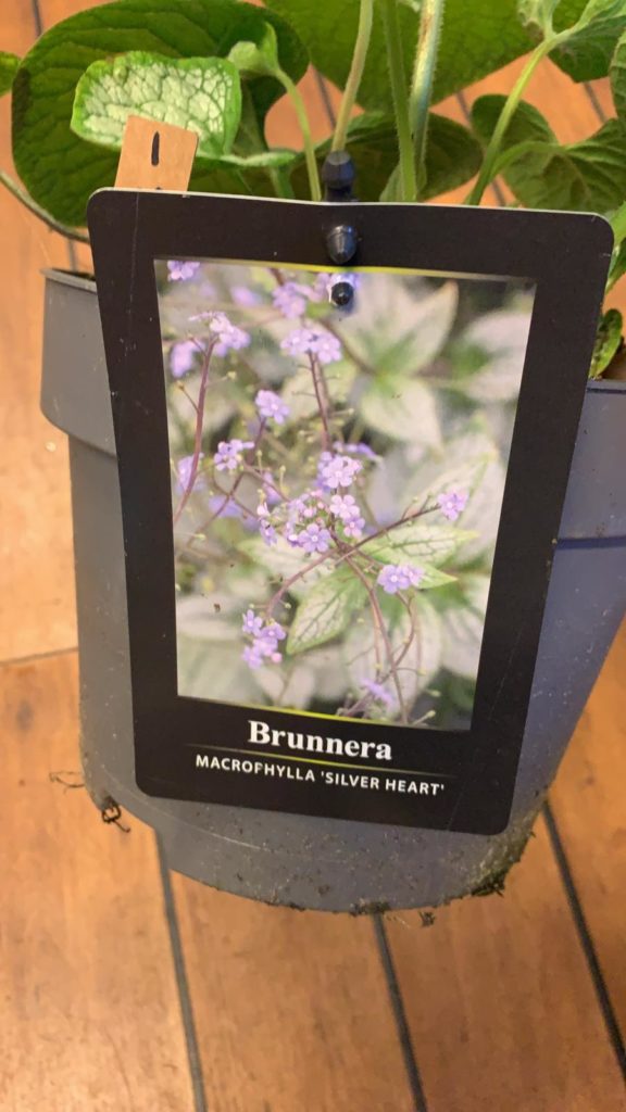 Brunnera plant: A guide to grow - Stavern Blomstermakeri