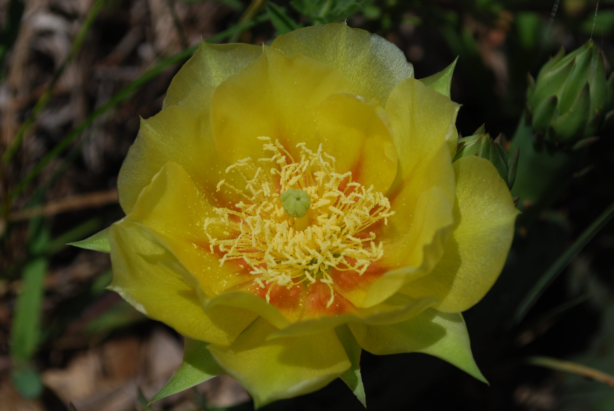 Prickly Pear: what you should know - Stavern Blomstermakeri